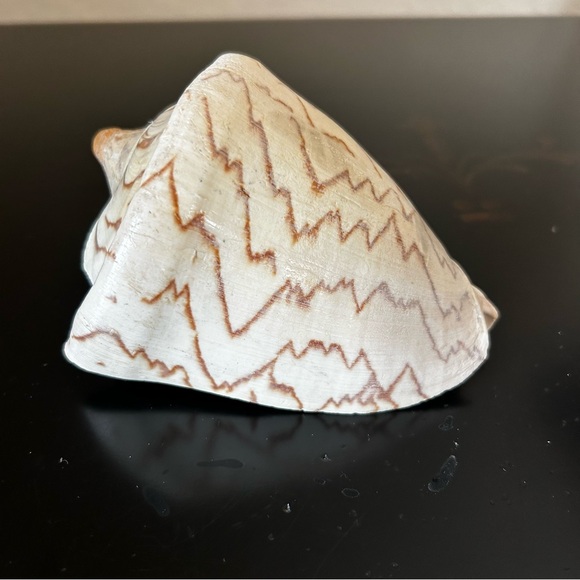 Accents | Cymbiola Noble Volute Nobilis Seashell | Poshmark